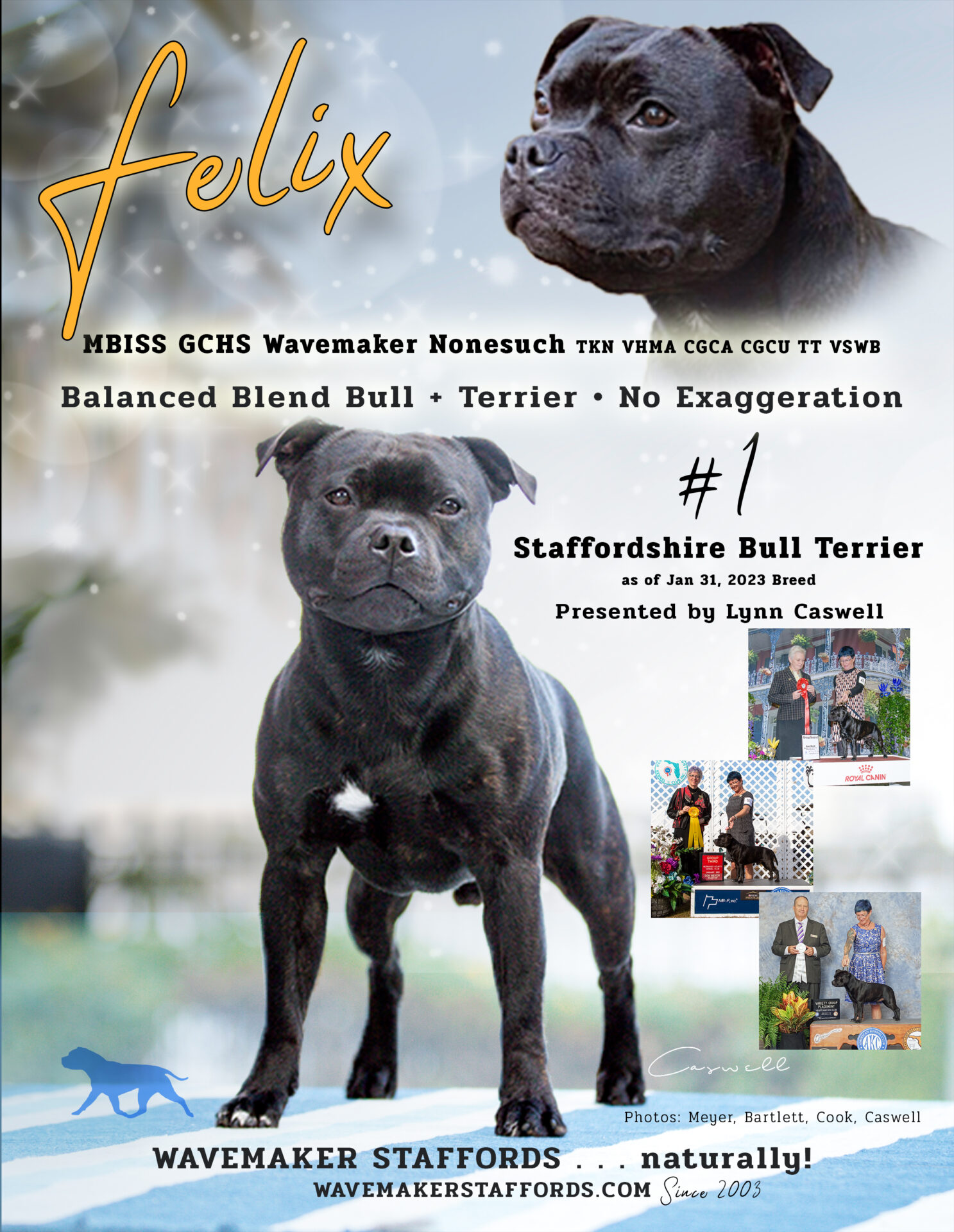 Advertisements » Wavemaker Staffords